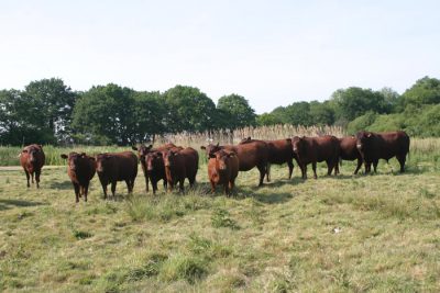 Red Poll Cattle – Heckingham Hall